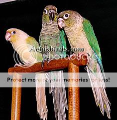 Mutation Greencheeks